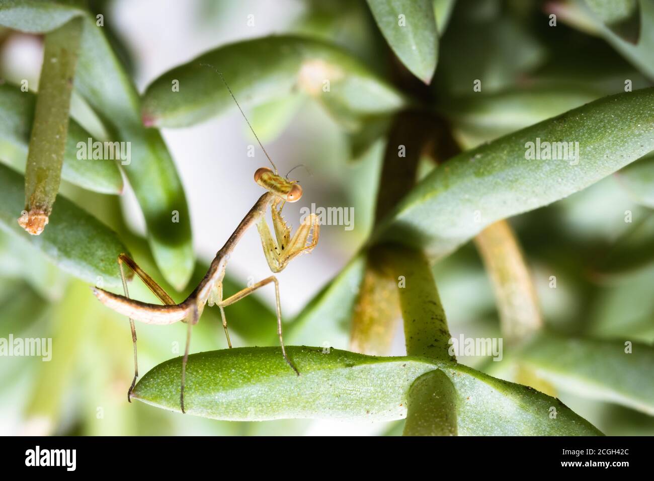 Tiny Brown Praying Mantis nymph sitting Hunting, Cape Town, South ...
