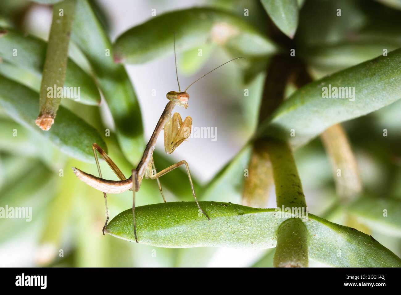 Tiny Brown Praying Mantis nymph sitting Hunting, Cape Town, South ...