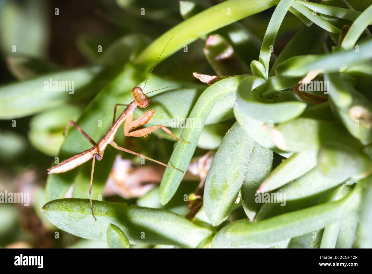 Tiny Brown Praying Mantis nymph sitting Hunting, Cape Town, South ...