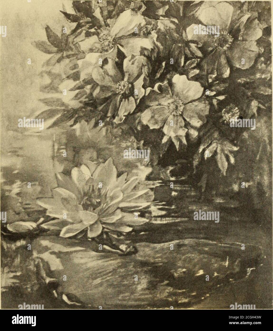 Big five drawings hi-res stock photography and images - Alamy