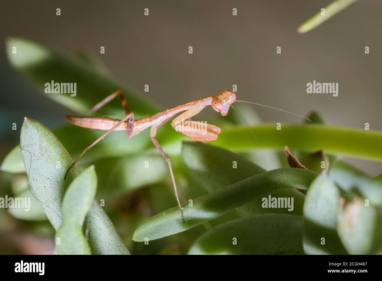 Tiny Brown Praying Mantis nymph sitting Hunting, Cape Town, South ...