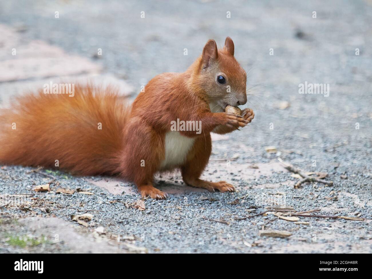 Red squirrel eating on the ground Stock Photo - Alamy
