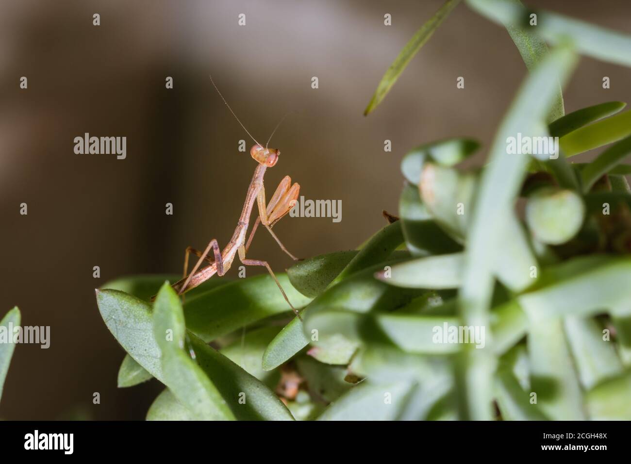 Tiny Brown Praying Mantis nymph sitting Hunting, Cape Town, South ...