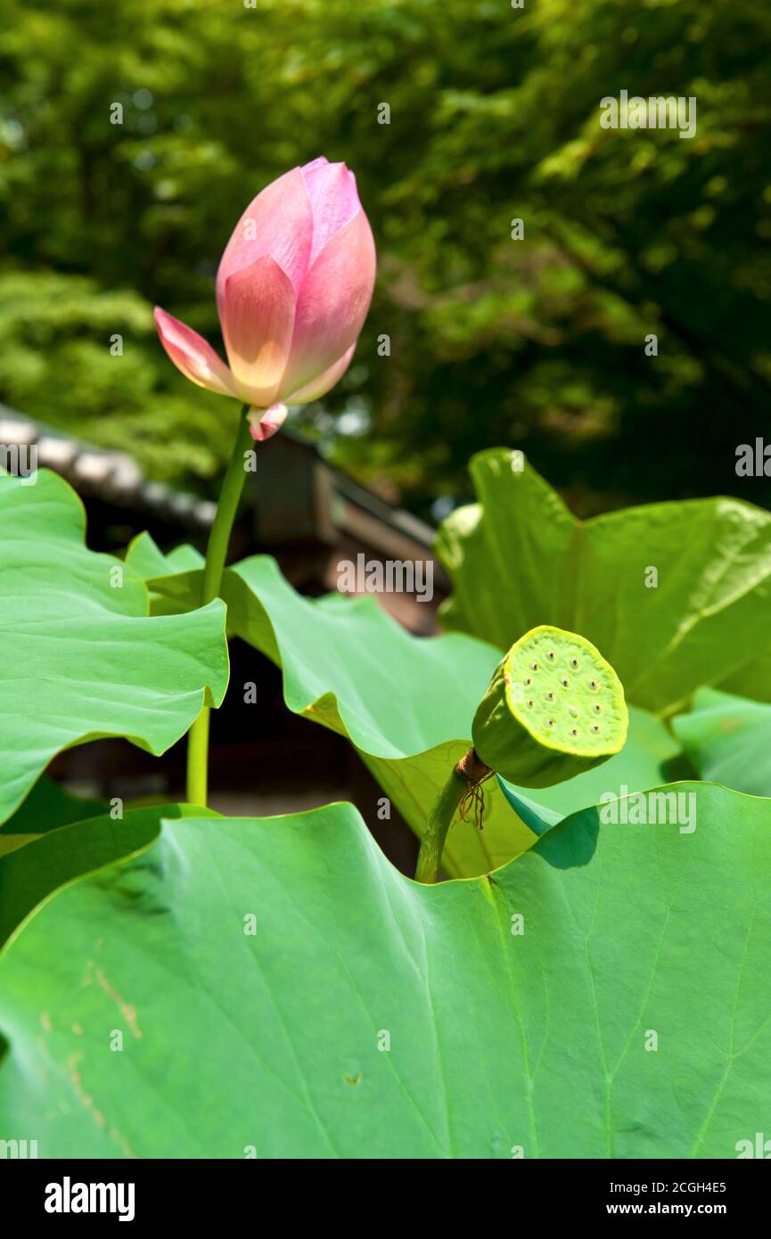 Lotus (Nelumbo nucifera) flower with a fruit in the Japanese pond Stock ...
