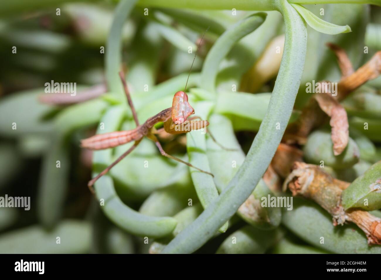 Tiny Brown Praying Mantis nymph sitting Hunting, Cape Town, South ...