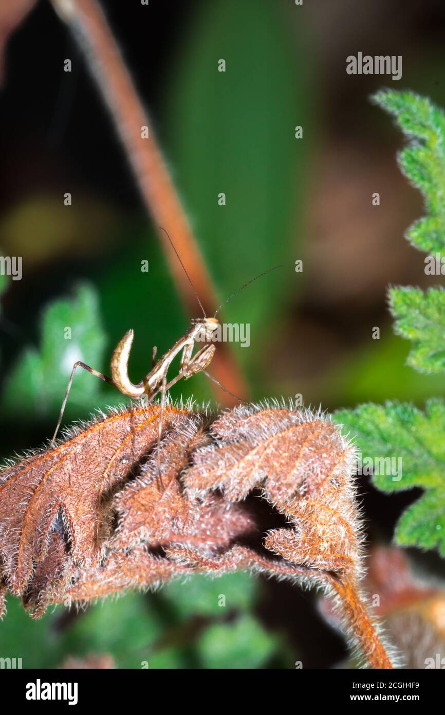 Tiny Brown Praying Mantis nymph sitting Hunting, Cape Town, South ...