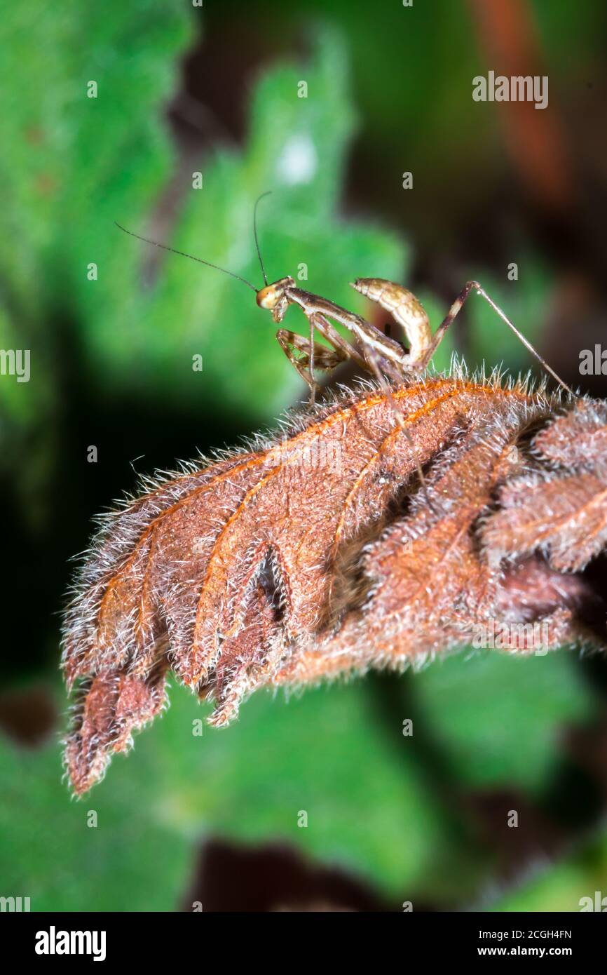 Tiny Brown Praying Mantis nymph sitting Hunting, Cape Town, South ...