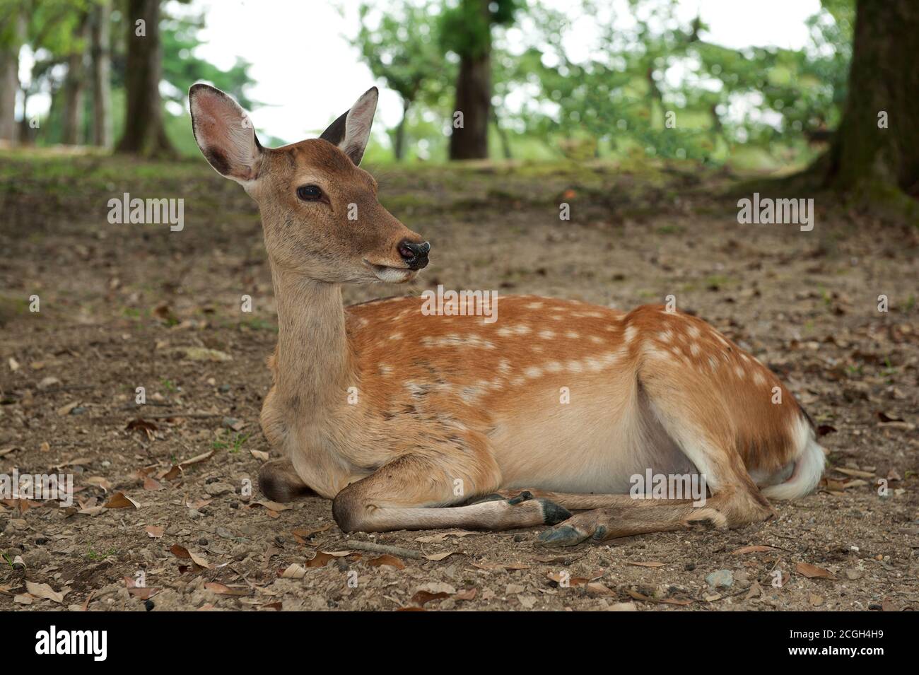 Tame sika deer hi-res stock photography and images - Alamy