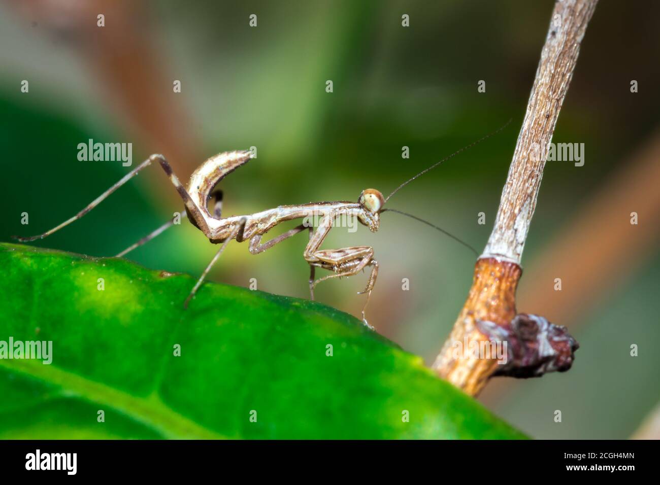 Tiny Brown Praying Mantis nymph sitting Hunting, Cape Town, South ...