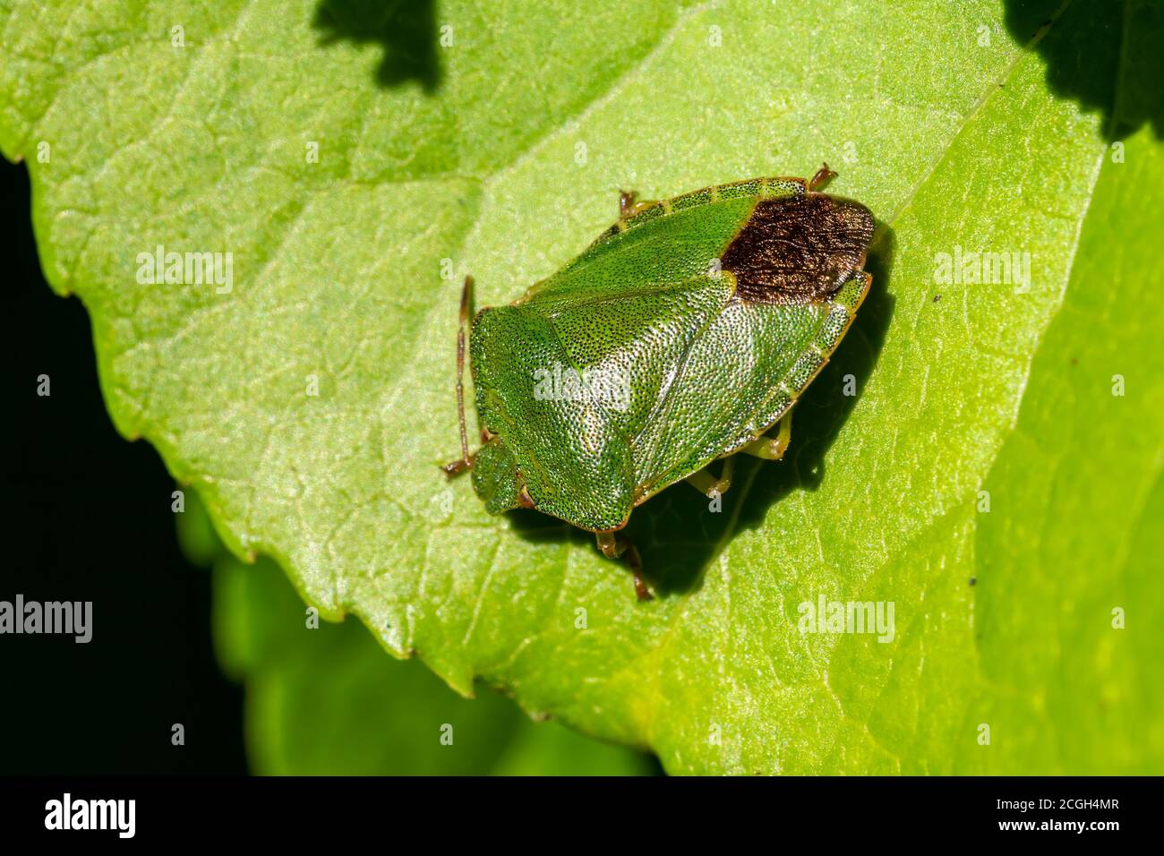 Green Shield Bug (Palomena prasina) a common garden flying insect which ...