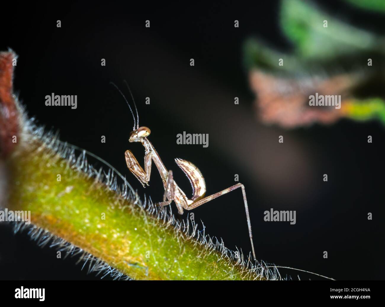 Tiny Brown Praying Mantis nymph sitting Hunting, Cape Town, South ...