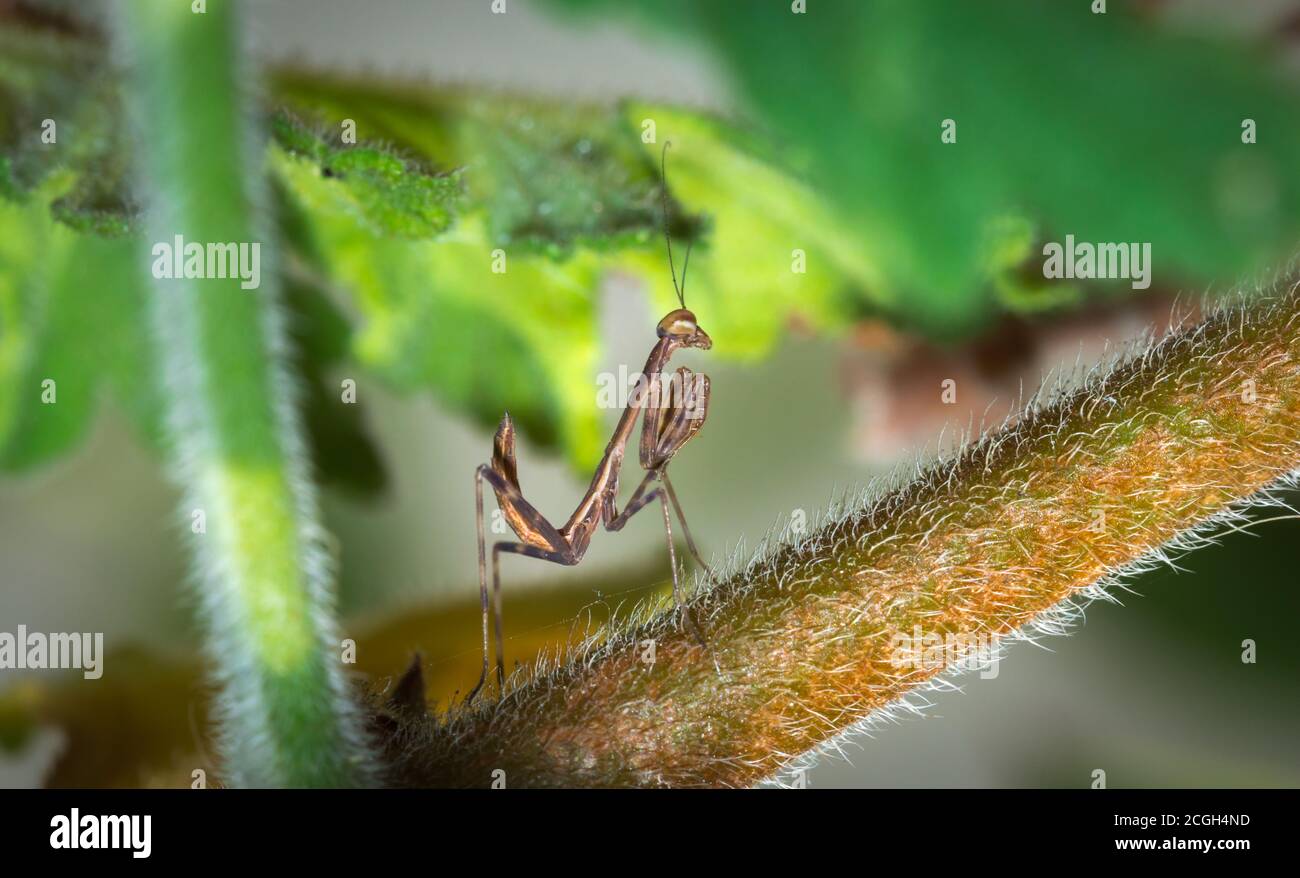 Tiny Brown Praying Mantis nymph sitting Hunting, Cape Town, South ...