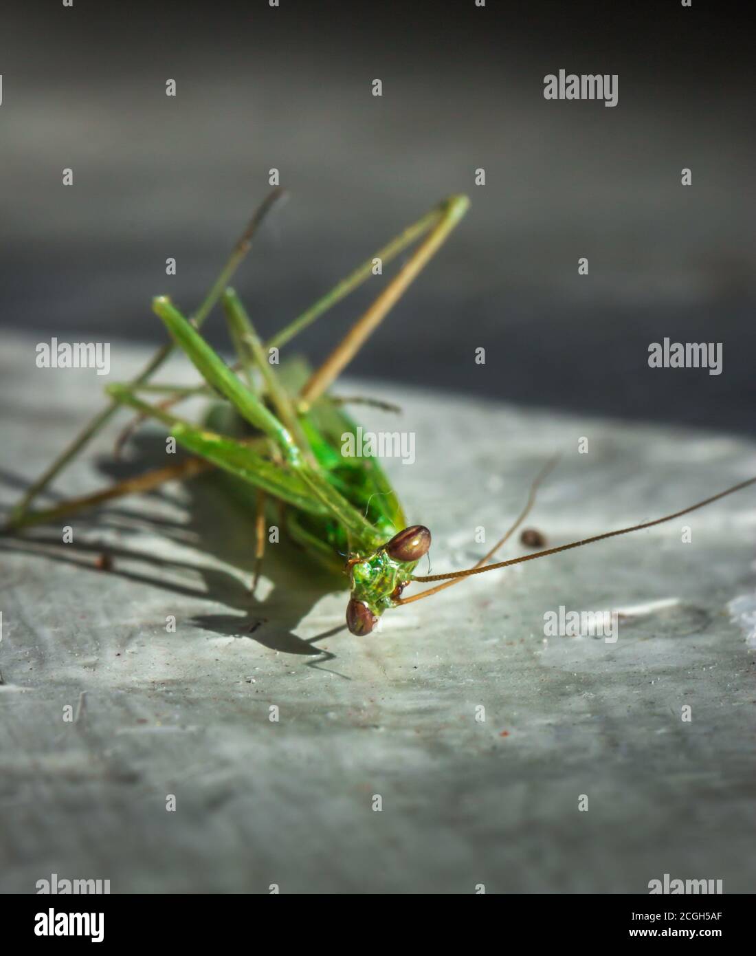 Praying mantis female eating male hi-res stock photography and images ...