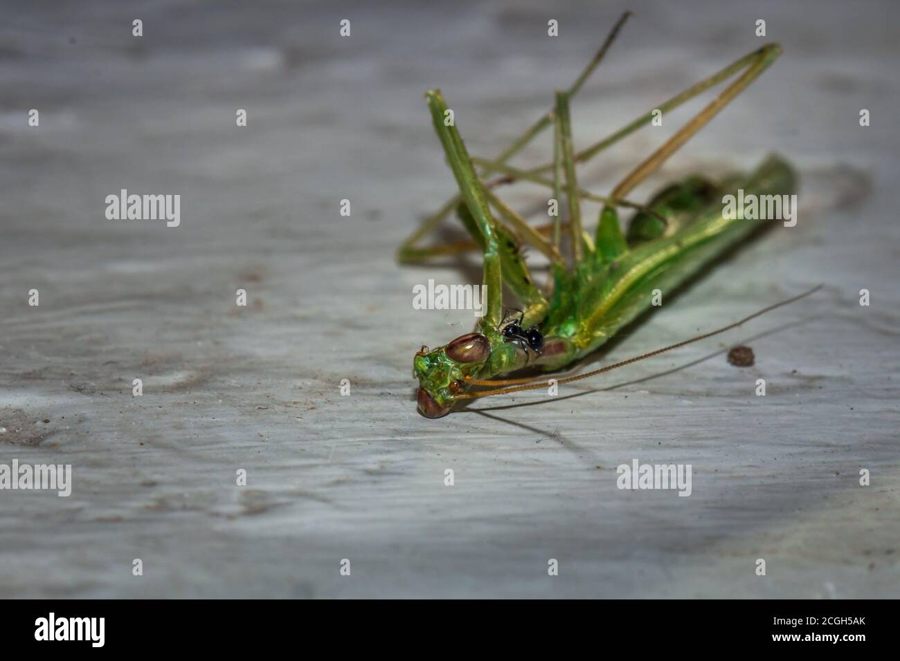Praying mantis eating male hi-res stock photography and images - Alamy