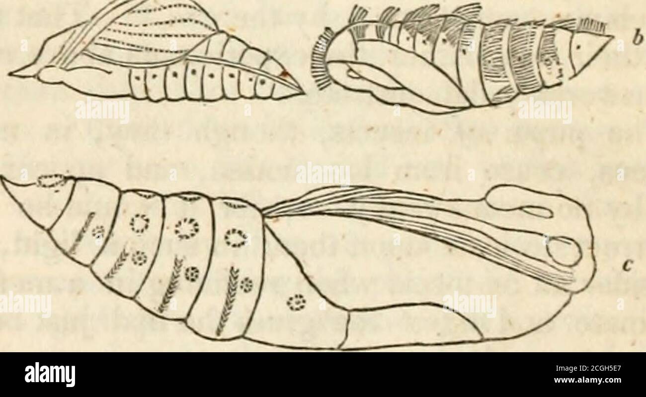 Caterpillar body parts hi-res stock photography and images - Alamy