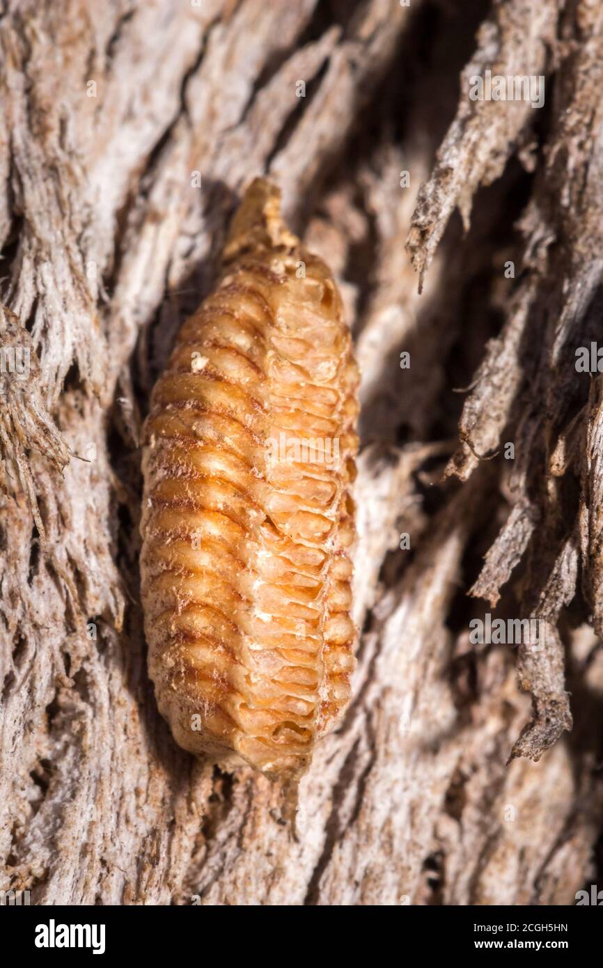 Praying Mantis eggs ootheca, Cape Town, South Africa Stock Photo - Alamy
