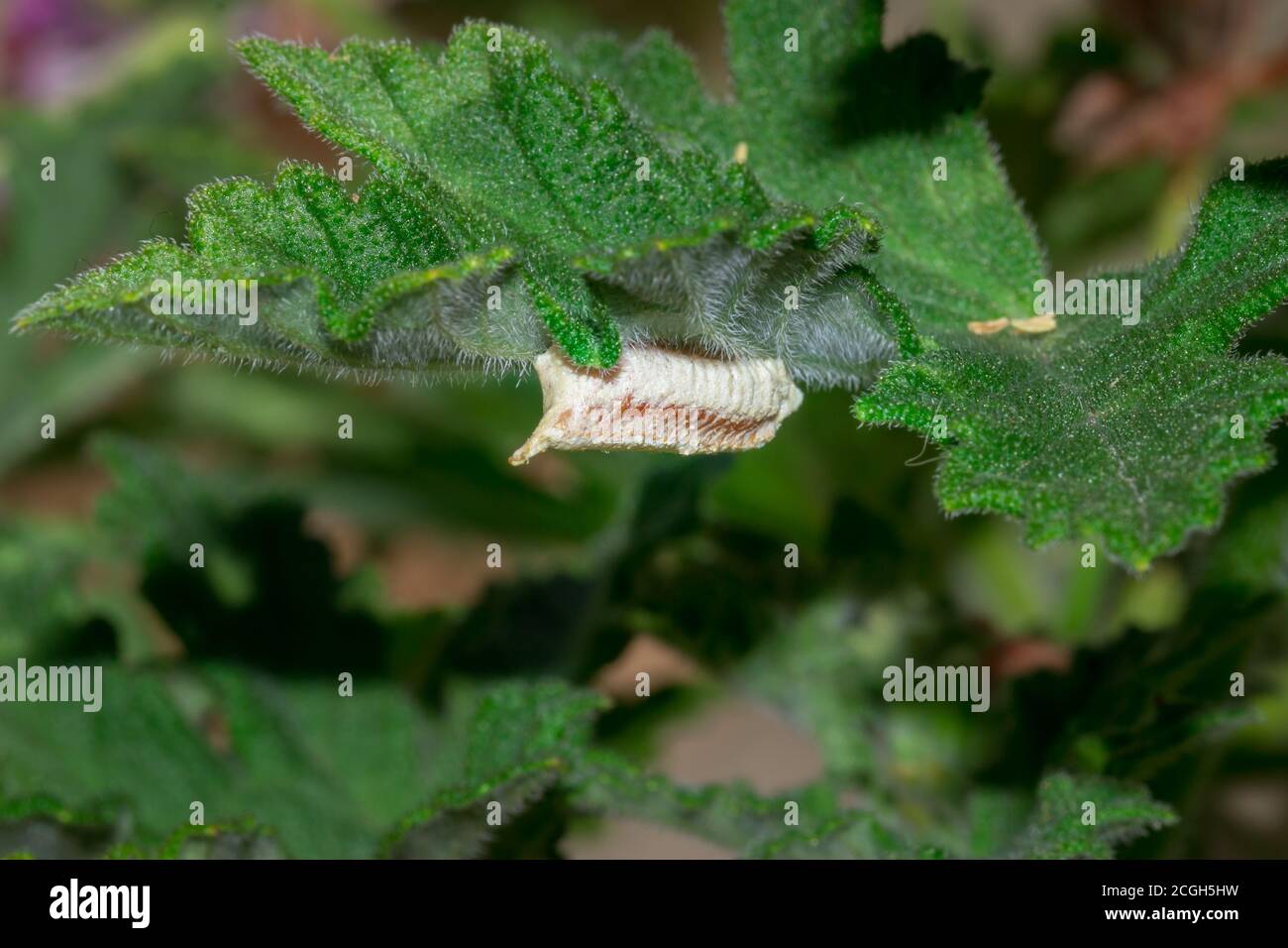 Praying Mantis eggs ootheca, Cape Town, South Africa Stock Photo - Alamy
