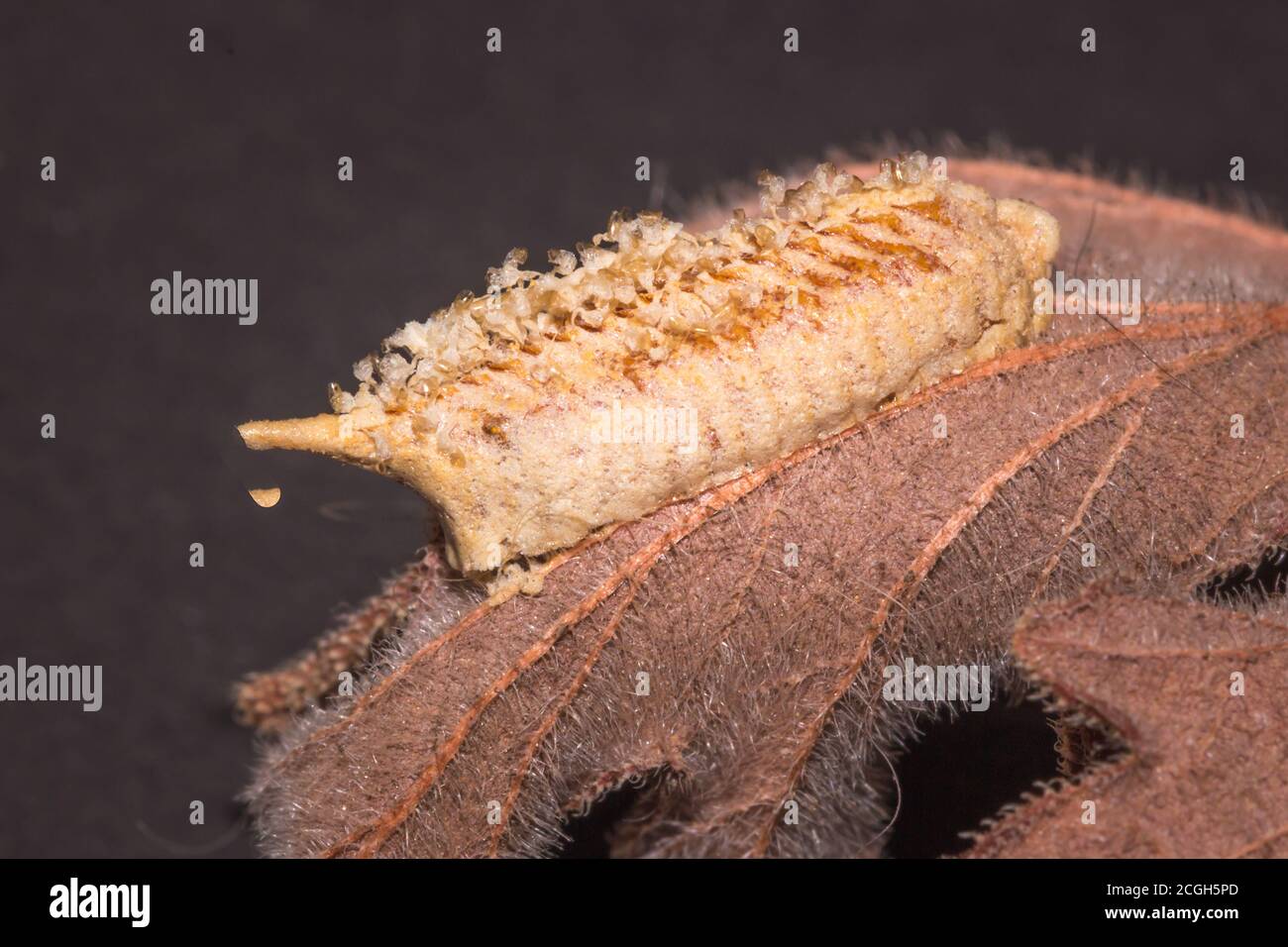 Praying Mantis eggs ootheca, Cape Town, South Africa Stock Photo - Alamy