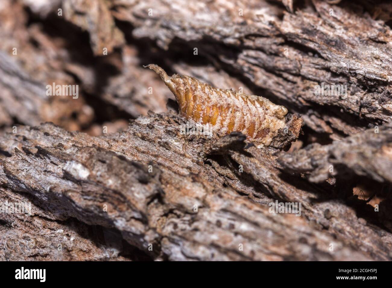 Praying Mantis eggs ootheca, Cape Town, South Africa Stock Photo - Alamy