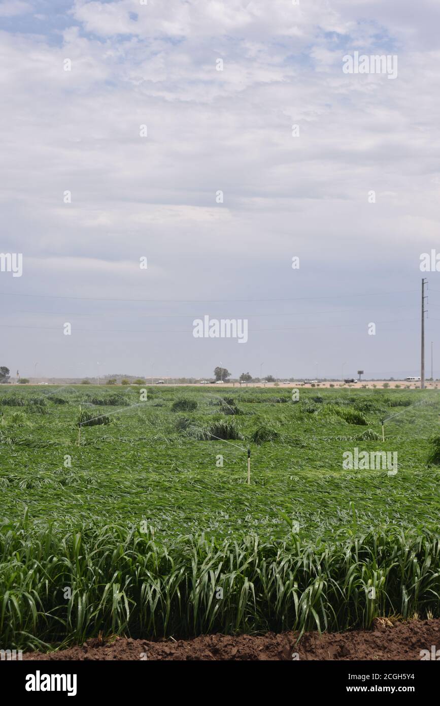 Arizona sedge grass Stock Photo - Alamy
