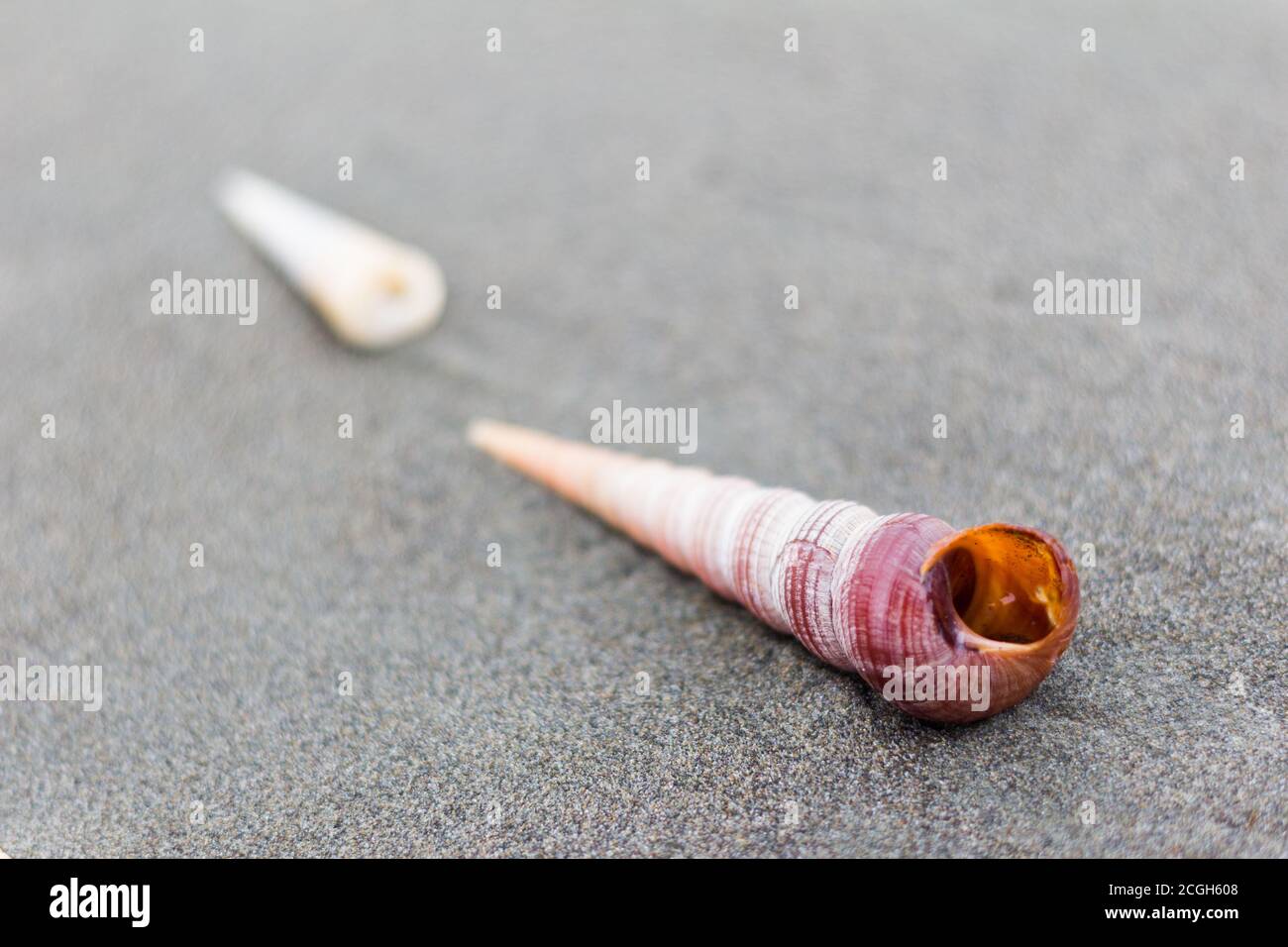 Seashells washed at the beach in Roxas City Stock Photo - Alamy