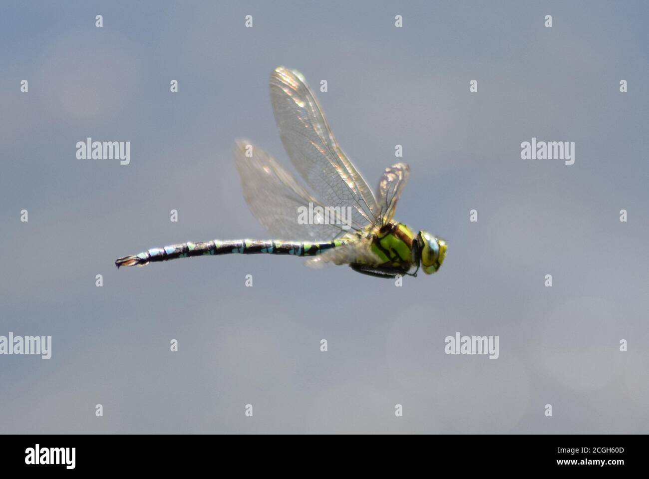 Dragonfly in flight with golden wings hi-res stock photography and ...
