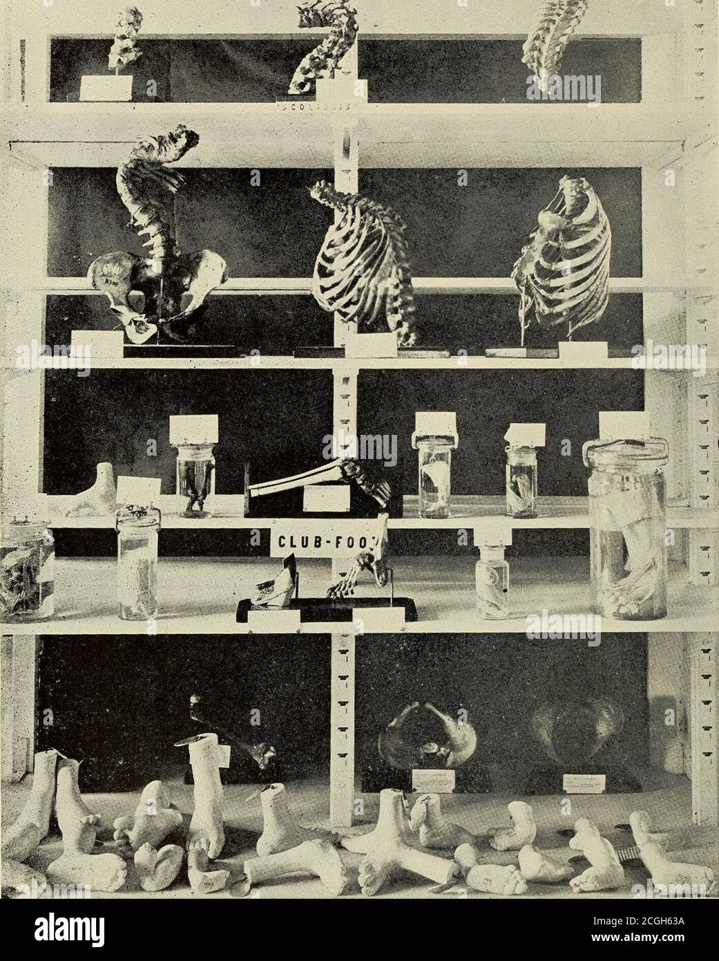 . Bulletin of the Warren Anatomical Museum . ant, in fluid. They have ...