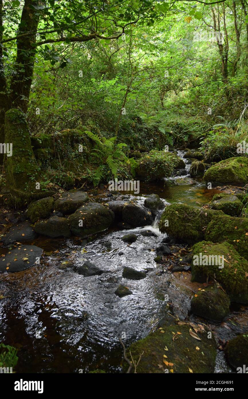 Stream running through trees hi-res stock photography and images - Alamy