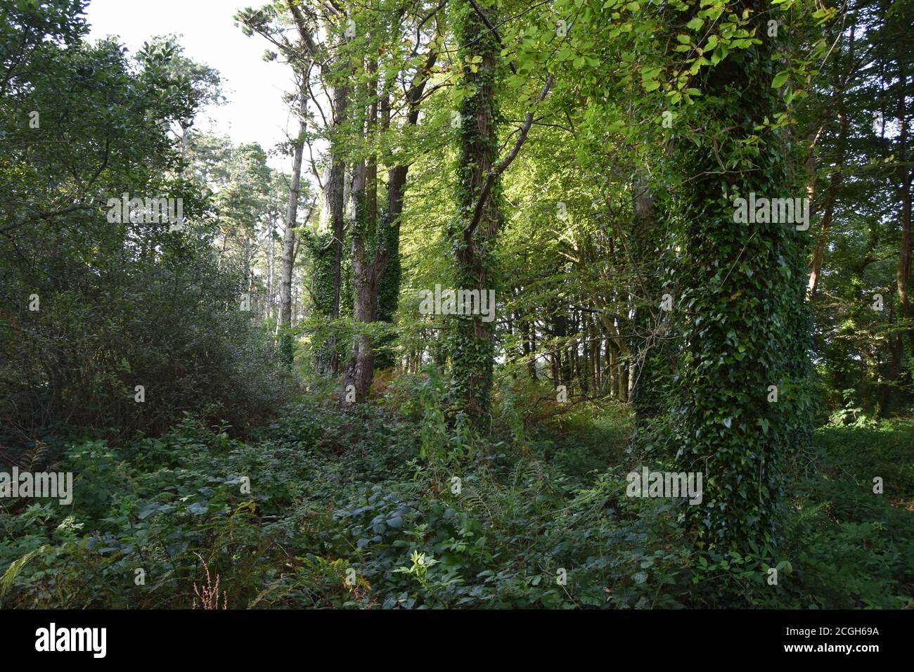 Trees deep in forest hi-res stock photography and images - Alamy