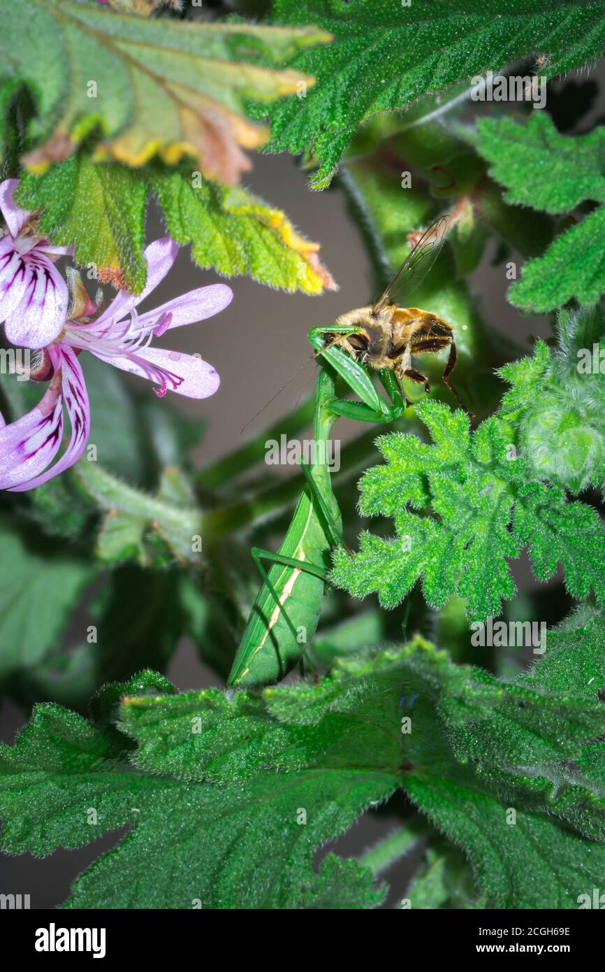 Praying Mantis Eating A Bee High Resolution Stock Photography and ...