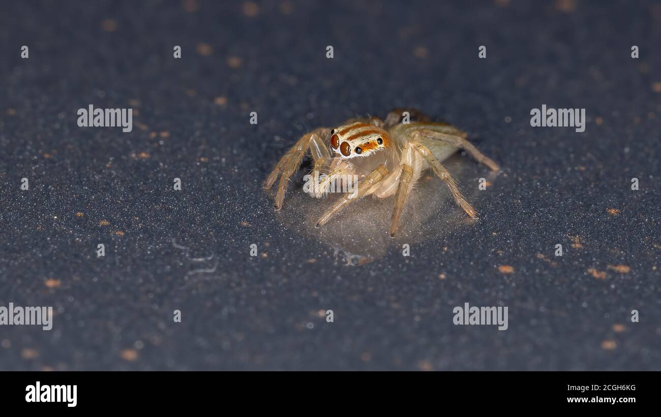 Jumping Spider of the Genus Chira Stock Photo - Alamy