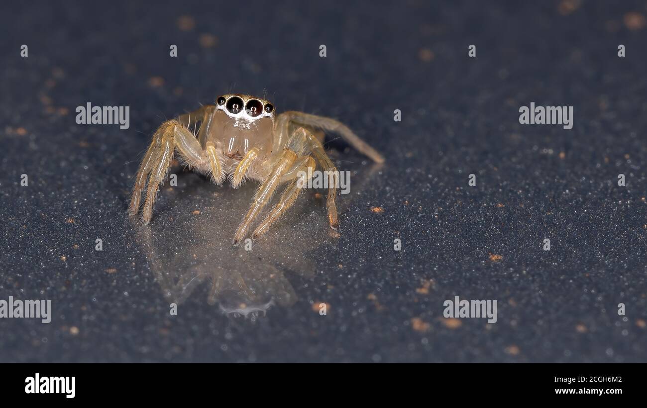 Jumping Spider of the Genus Chira Stock Photo - Alamy