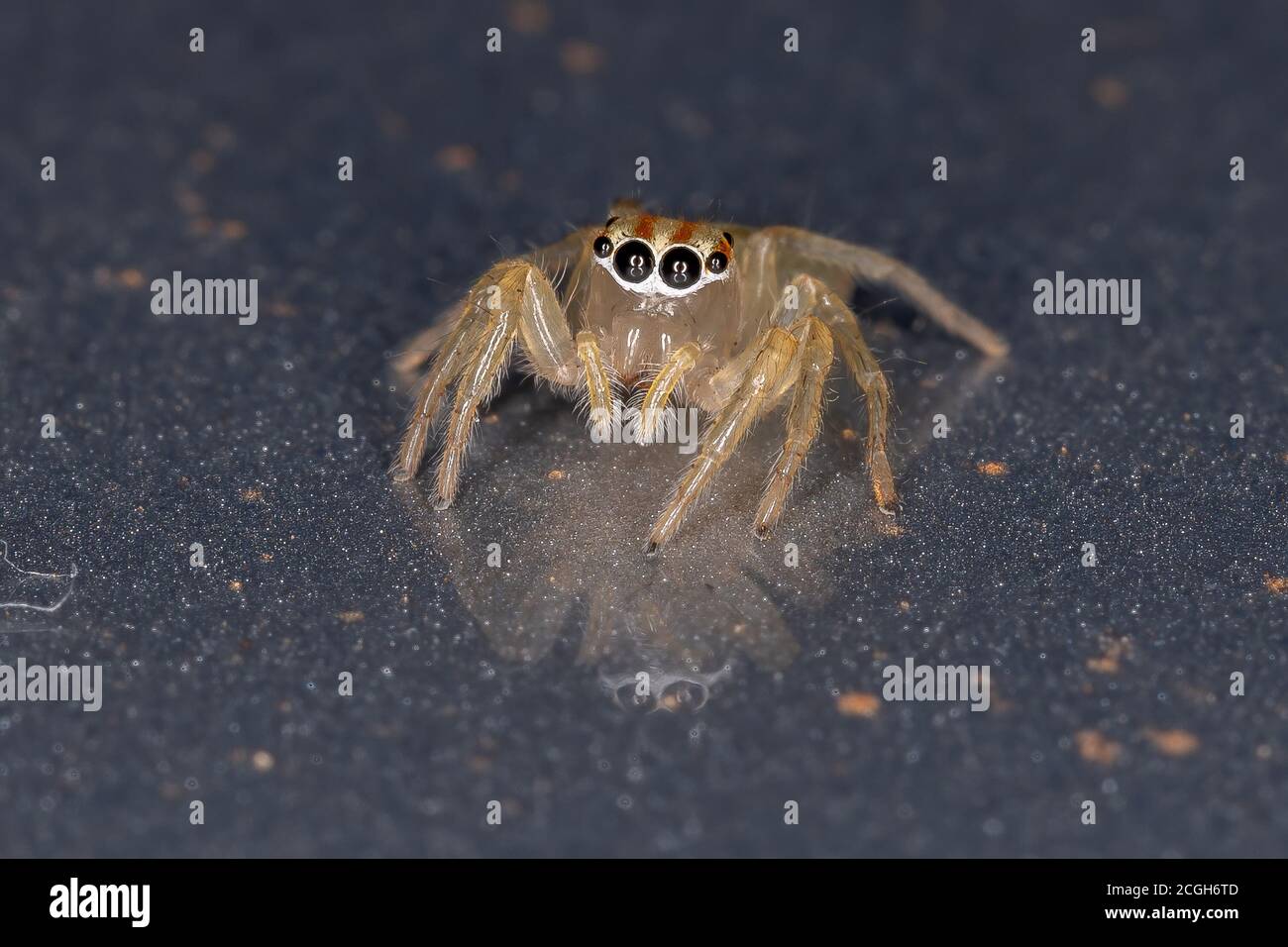 Jumping Spider of the Genus Chira Stock Photo - Alamy