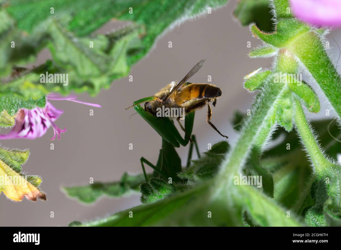 Green female African Praying Mantis eating a honey bee she caught ...