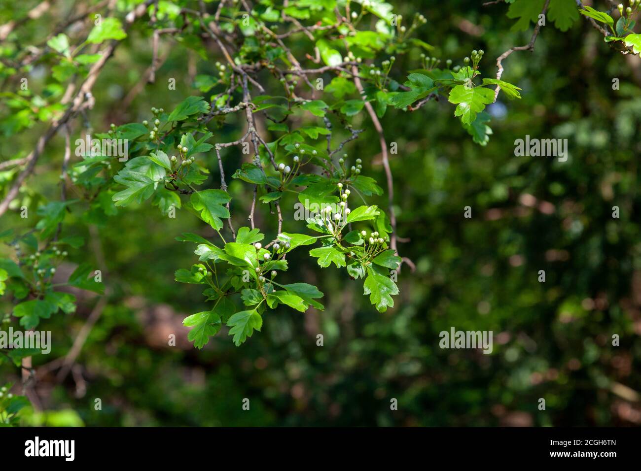 Woodland or Midland hawthorn (Crataegus laevigata) leaves and flower ...