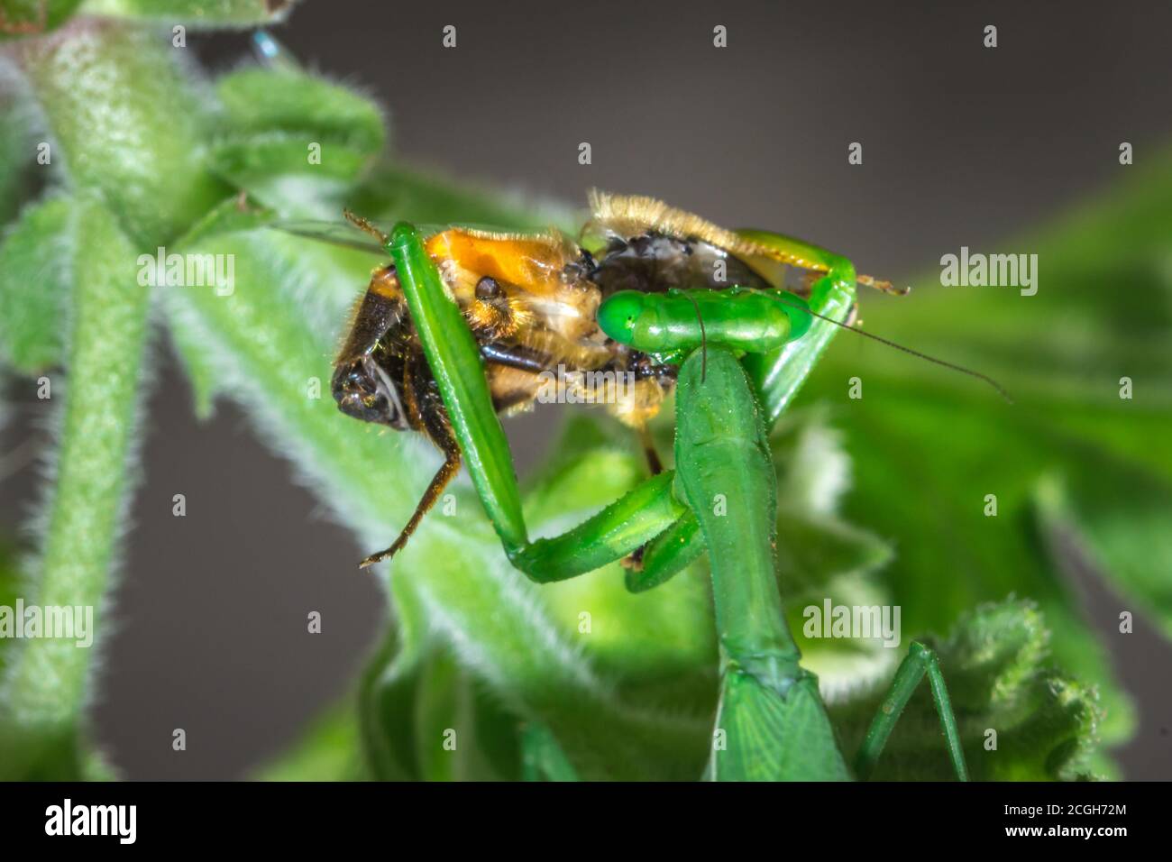 Green female African Praying Mantis eating a honey bee she caught ...