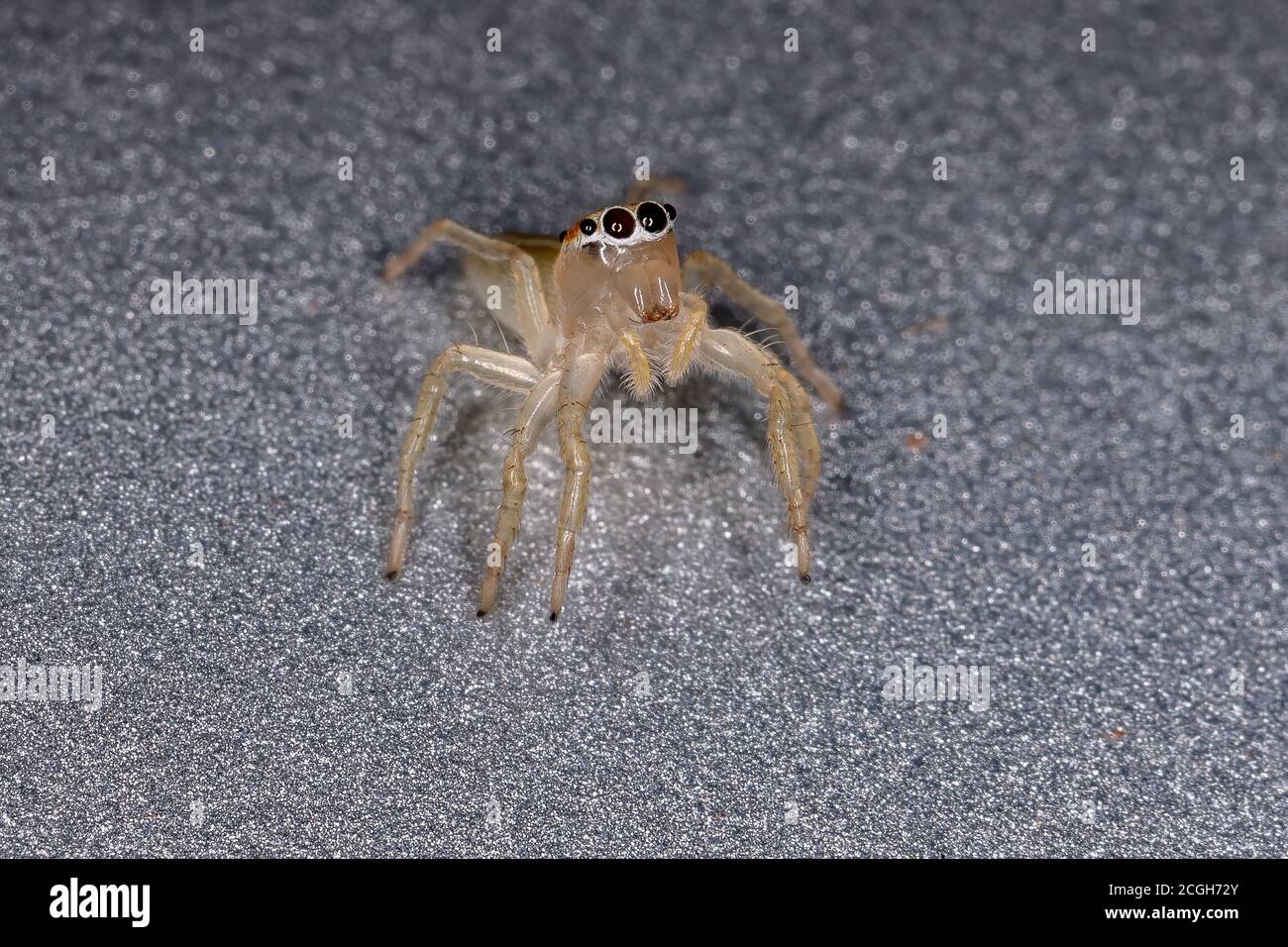 Jumping Spider of the Genus Chira Stock Photo - Alamy