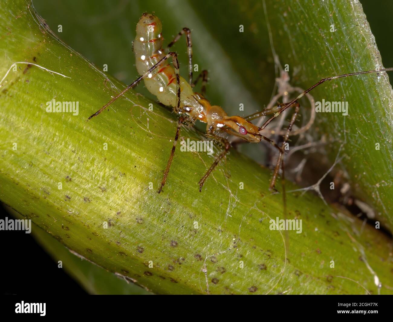 Assassin Bug of the Subfamily Harpactorinae Stock Photo - Alamy