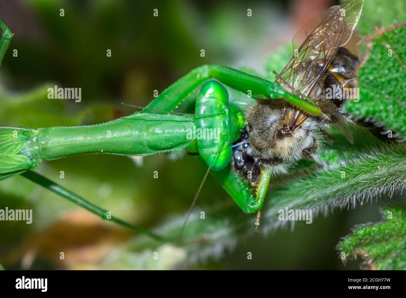 Green female African Praying Mantis eating a honey bee she caught ...