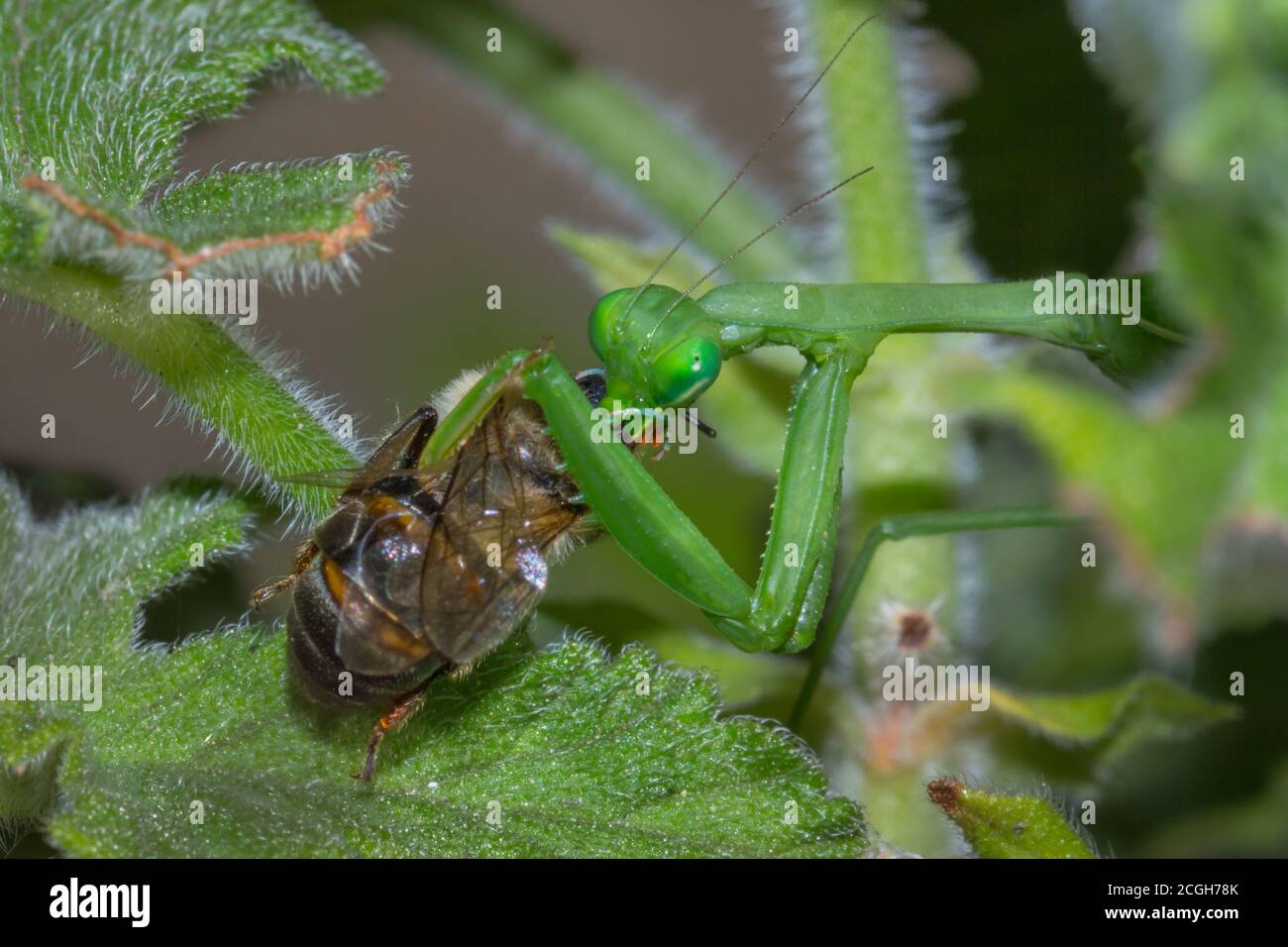 Green female African Praying Mantis eating a honey bee she caught ...
