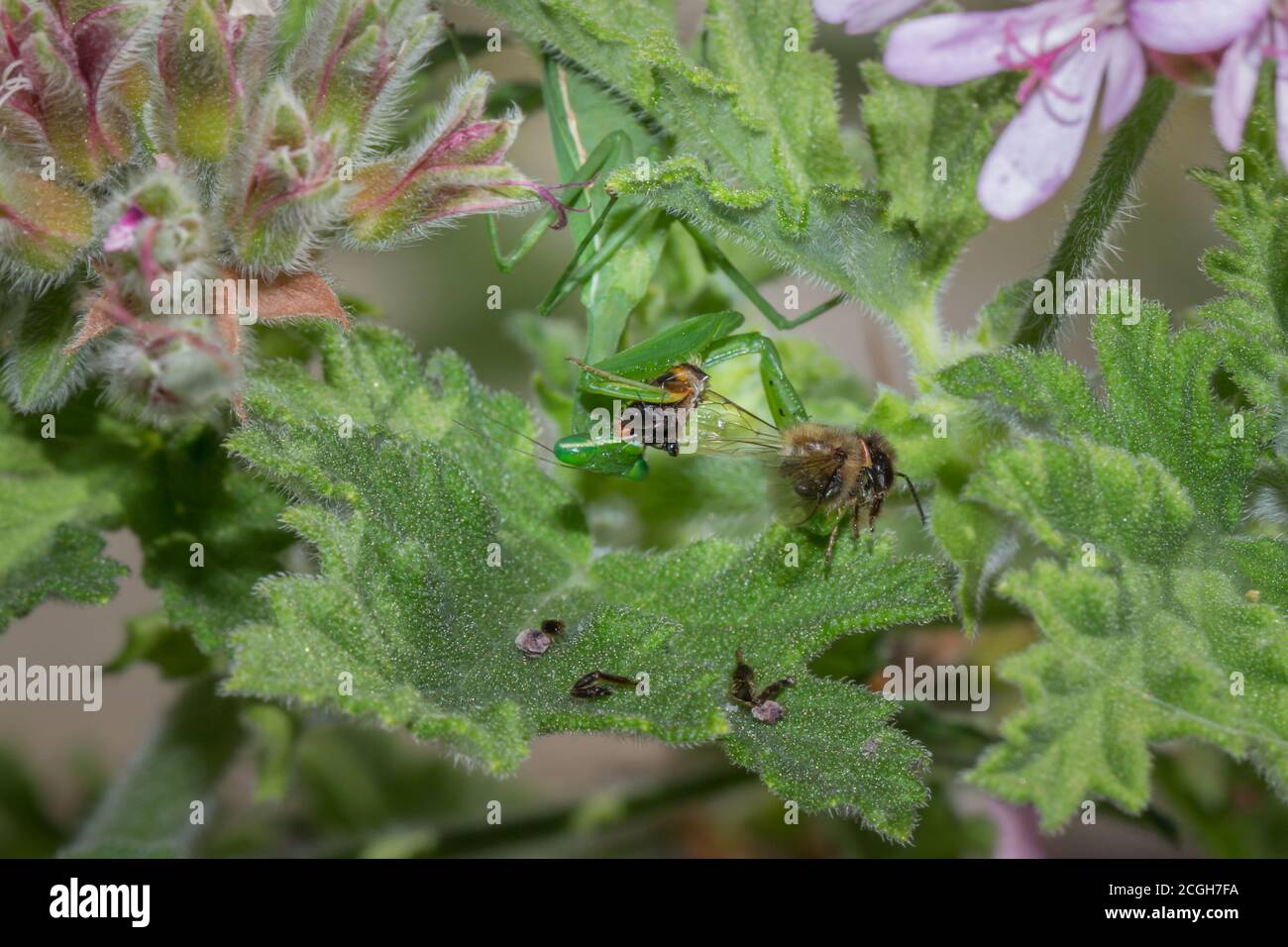 Green female African Praying Mantis eating a honey bee she caught ...