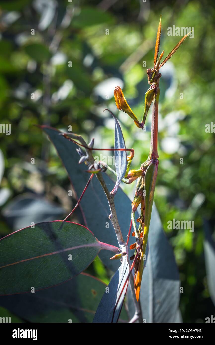 Green Gargoyle, cone-headed (empusa guttula) Praying Mantis on a green ...