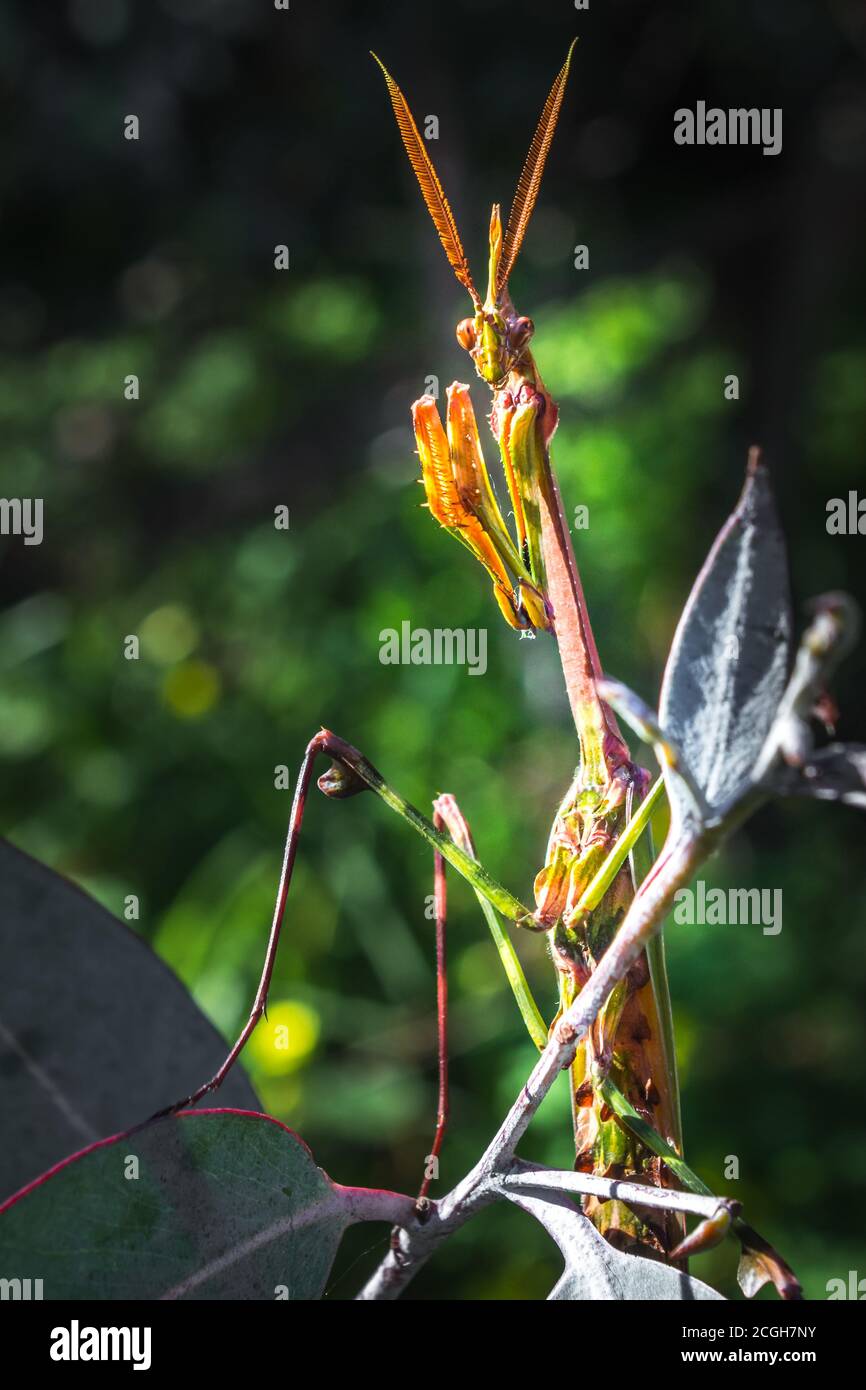 Cone headed mantis hi-res stock photography and images - Alamy