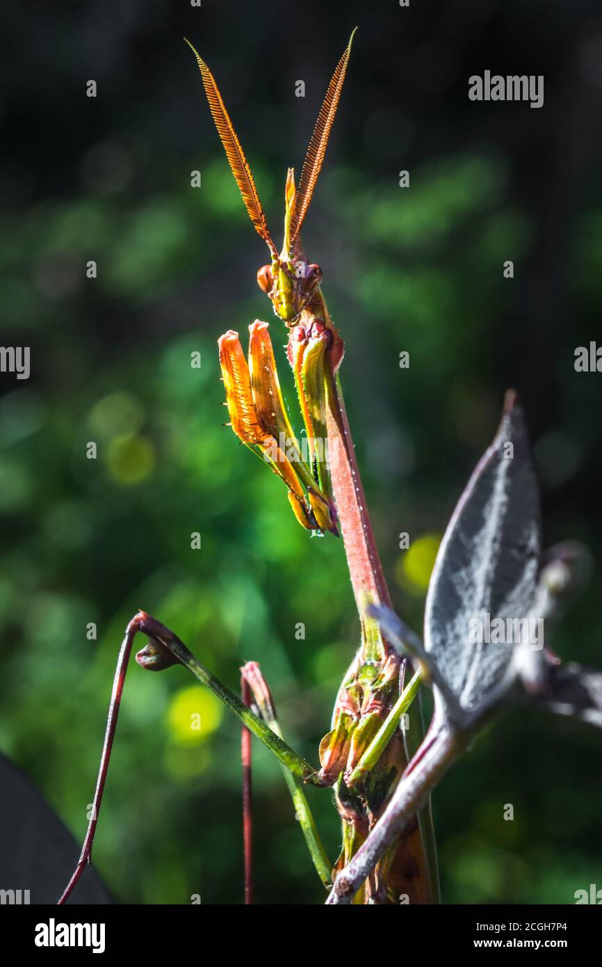 Cone Headed Mantis High Resolution Stock Photography and Images - Alamy