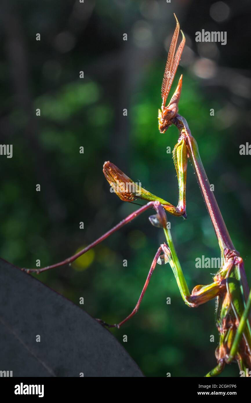Cone headed mantis hi-res stock photography and images - Alamy