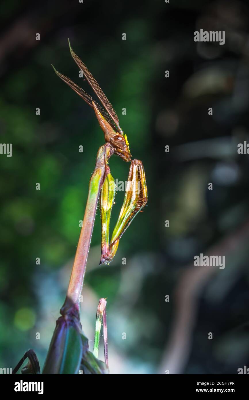 Green Gargoyle, cone-headed (empusa guttula) Praying Mantis on a green ...