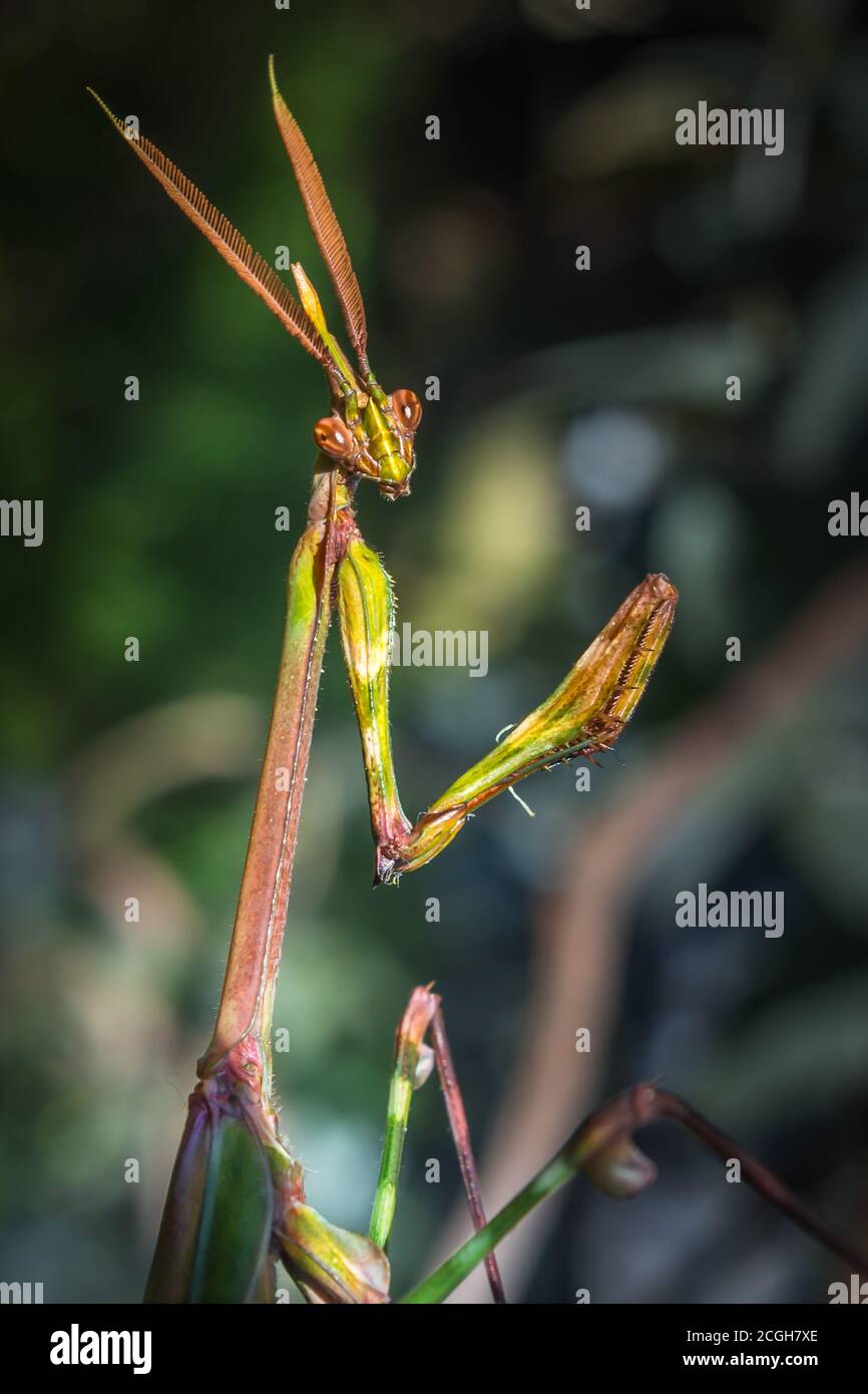 Green Gargoyle, cone-headed (empusa guttula) Praying Mantis on a green ...