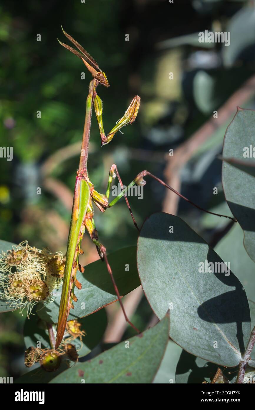 Green Gargoyle, cone-headed (empusa guttula) Praying Mantis on a green ...