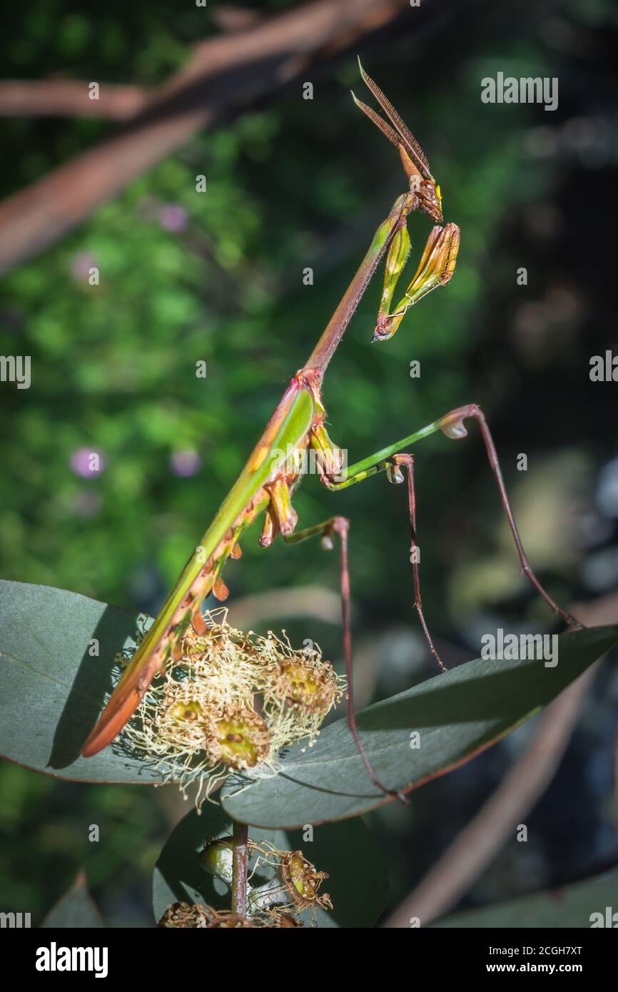 Green Gargoyle, cone-headed (empusa guttula) Praying Mantis on a green ...