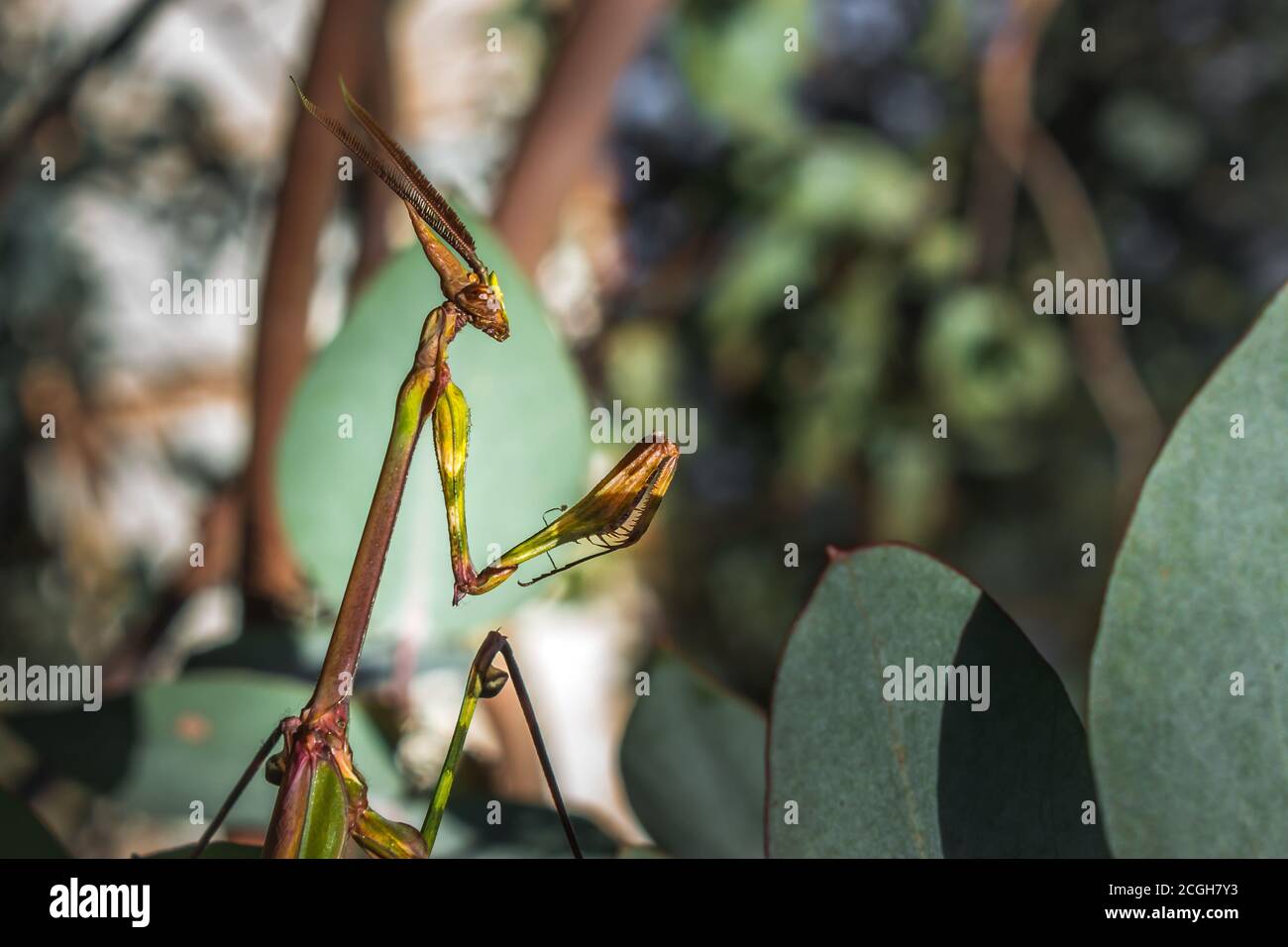Green Gargoyle, cone-headed (empusa guttula) Praying Mantis on a green ...
